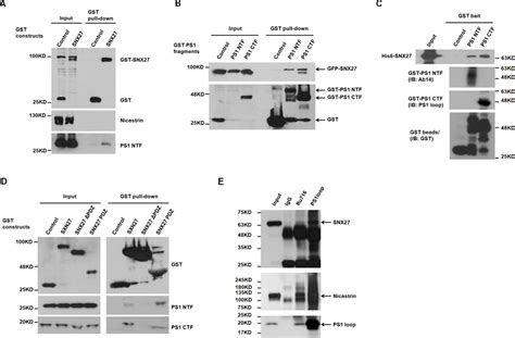 Sorting Nexin 27 Regulates Aβ Production Through Modulating γ Secretase