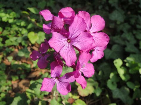 무료 이미지 꽃잎 매크로 식물학 플로라 야생화 제라늄 꽃 피는 식물 연간 공장 Lunaria Annua 연례