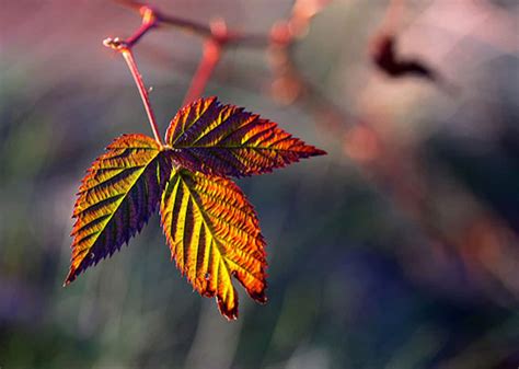 what is shallow depth of field definitions and examples