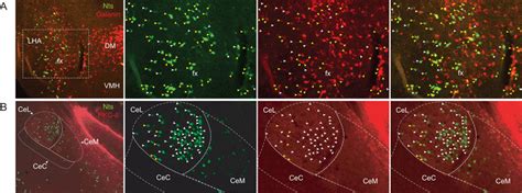 Heterogeneity Of Nts Neurons Within The Lha And Cea Download