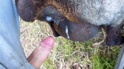 Black Sheep Fuck