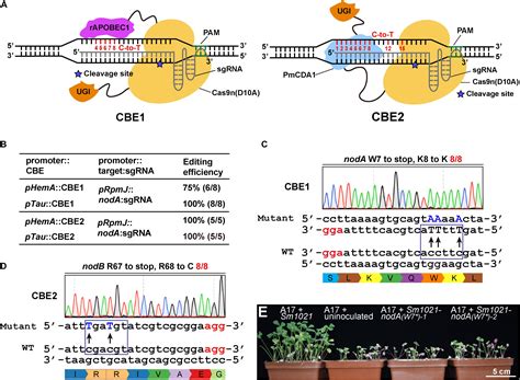 Frontiers Highly Efficient Crispr Mediated Base Editing In
