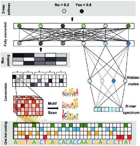 the schematic of deopen on the left a convolutional neural network is