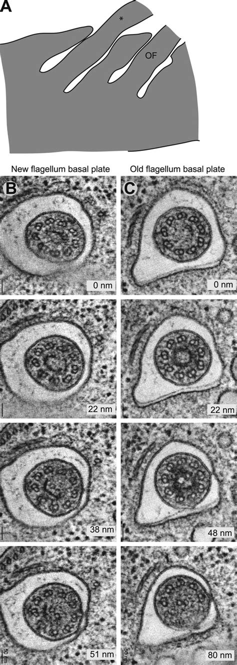 Figures And Data In Modes Of Flagellar Assembly In Chlamydomonas