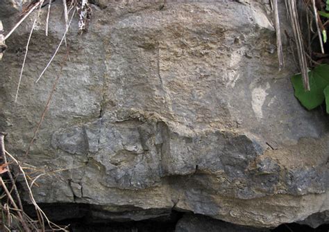 Fossiliferous Limestone With Chert Nodules Lower Boggs Me… Flickr