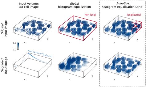 3d adaptive histogram equalization — skimage v0 20 0 docs