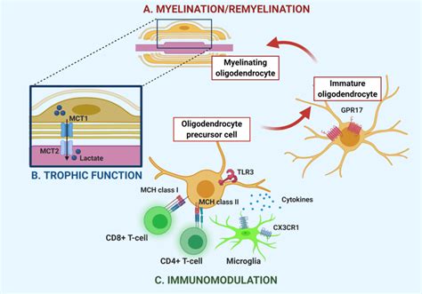 Functions Of Oligodendrocyte Ol Lineage Cells In The Adult Central
