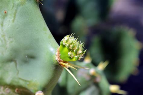 Free Images Tree Branch Cactus Leaf Flower Green Botany Yellow