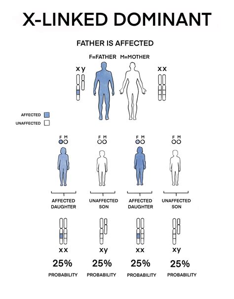 Genetic Basics And Inheritance Pattern Gene Vision