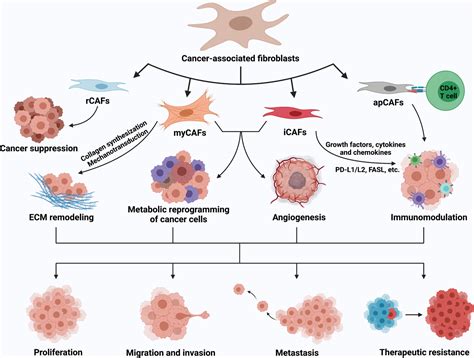 Signaling Pathways In Cancer‐associated Fibroblasts Recent Advances