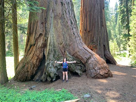 Big Trees Trail In Giant Forest At Sequoia National Park