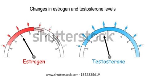 Testosterone Estrogen Meter Sex Hormone Level Stock Vector Royalty