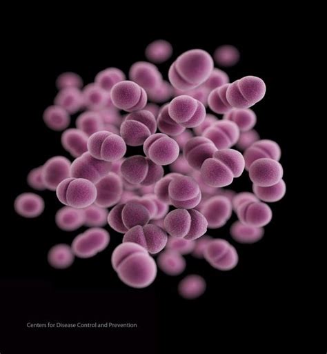 Sexually Transmitted Infections Niaid National Institute Of Allergy