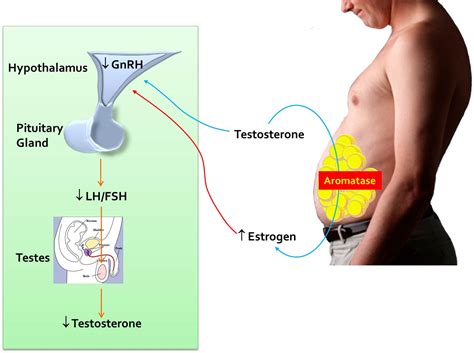 Estrogen Hormone Effect On Men