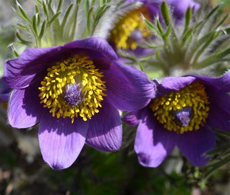 Pasque Flower Red Pulsatilla Vulgaris Rubra Seeds