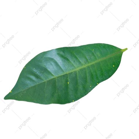 Gambar Ilustrasi Daun Daun Daun Taman Tanaman Png Transparan Clipart