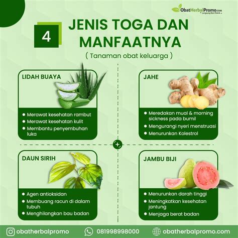 30 Jenis Tanaman Obat Dan Manfaatnya Homecare24