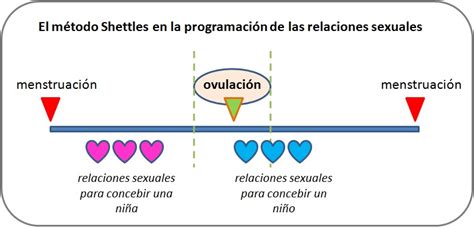 El Método Shettles Para Elegir El Sexo Del Bebé Embarazo Y Fertilidad