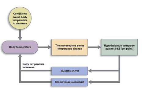 Homeostasis And Feedback Loops Anatomy And Physiology I