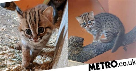 tiny pair of the world s smallest kittens has been born in the uk