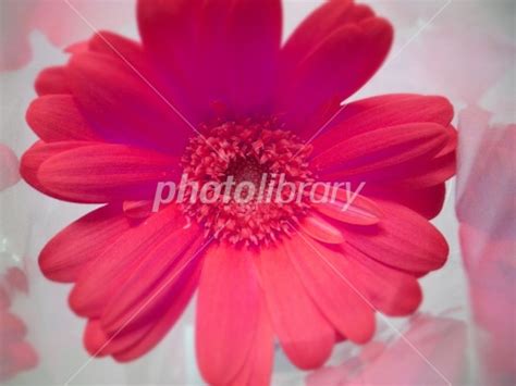 ピンク色のガーベラ 写真素材 [ 1452949 ] フォトライブラリー Photolibrary