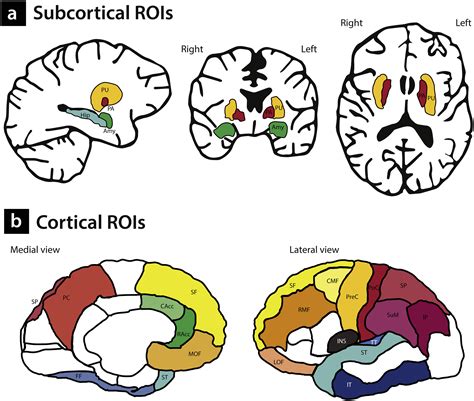 Subcortical Brain Volumes Cortical Thickness And Cortical Surface Area