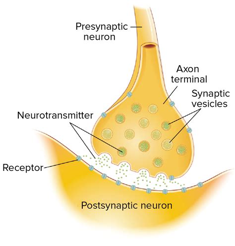 Where Are Neurotransmitter Receptors Located