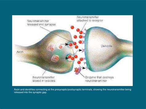 The Synapse And The Presynaptic And Postsynaptic Terminals