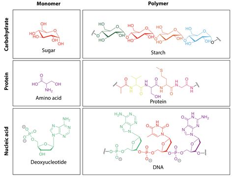 Polymer Of Carbohydrates Lipids And Proteins