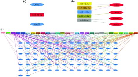 The Mirna Mrna Regulatory Subnetworks Between A Up Regulated Mirnas
