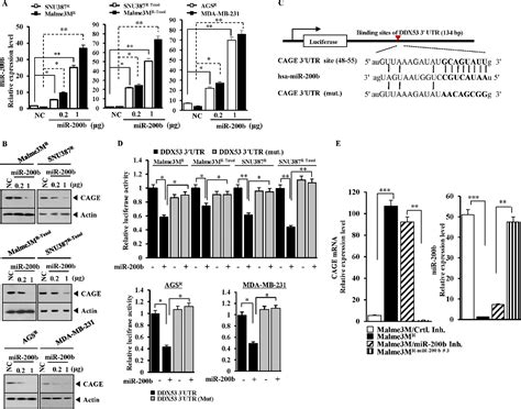 Figure 2 From Mir 200b And Cancer Testis Antigen Cage Form A Feedback