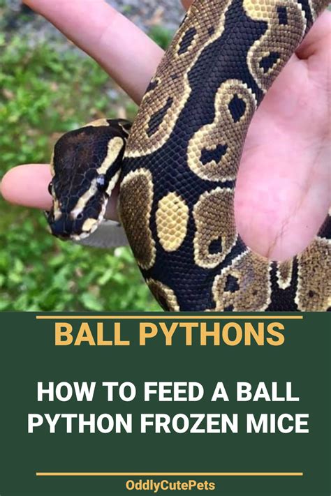 how to feed a ball python frozen mice in 2020 ball python ball