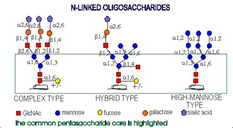 Glycosylation Structure