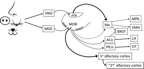 Sex Differences In Main Olfactory System Pathways Involved In