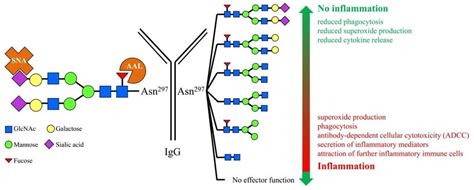 Impact Of Asn 297 Linked Glycan Tree On Fcγr Mediated Effector