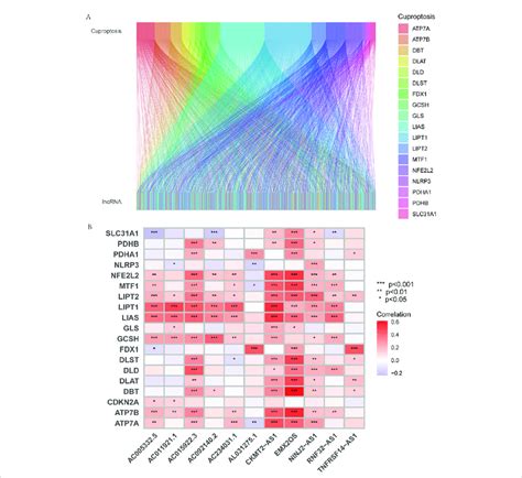 Identification Of Cuproptosis Related Lncrnas And Construction Of
