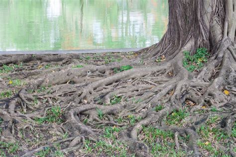 Stopping Invasive Aggressive Tree Roots Trees Unlimited