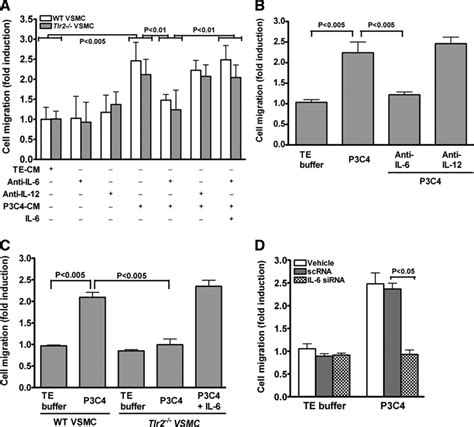 tlr 2 induces vascular smooth muscle cell migration through camp