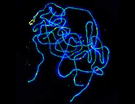 century old mysterious puzzle solved how sex cells get the right
