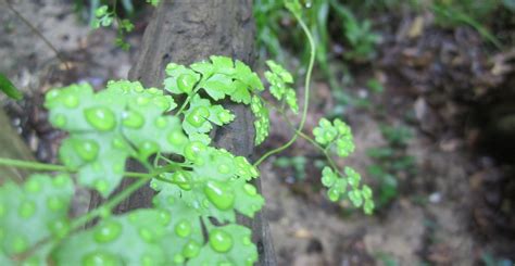 The Fascinating World Of Plant Communication Ferns Talk To Each