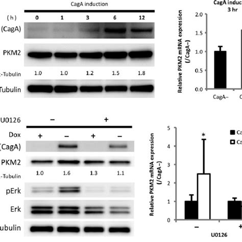Relative Pyruvate Kinase M2 Pkm2 Mrna Expression In 80 Surgically