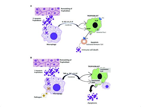 Macrophage Clearance Effect Of Apoptotic Cells [reproduced From