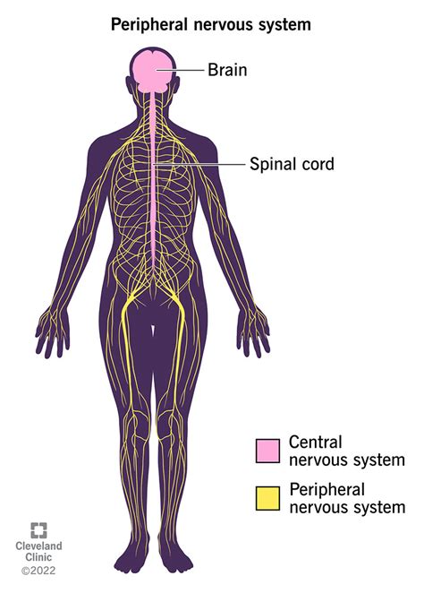 Exploring The Nervous System – Youth Medical Journal
