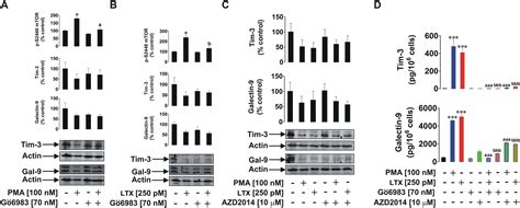The Tim 3 Galectin 9 Secretory Pathway Is Involved In The Immune Escape