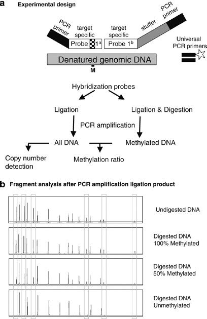 Ms Mlpa An Attractive Alternative Laboratory Assay For Robust