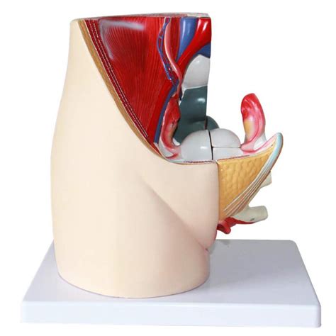 Buy Xiezi Pelvic Model Medicine 1 1 Female Pelvic Median Sagittal