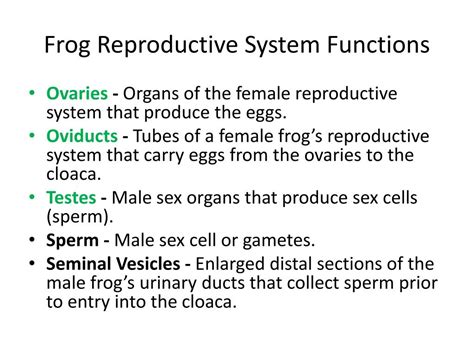 ppt frog body parts and functions know the terms in green