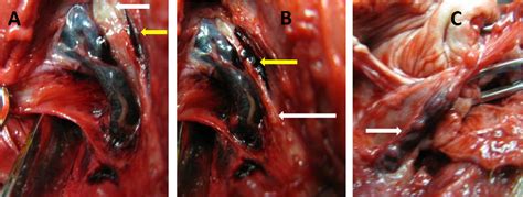 figure 5 from anatomic documentation of the g spot complex