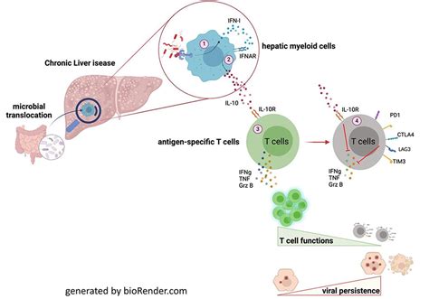 The Immune System And Liver Disease New Insights Immunopaedia