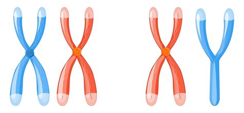 How Do The X And Y Chromosomes Differ And How Does That Contribute To